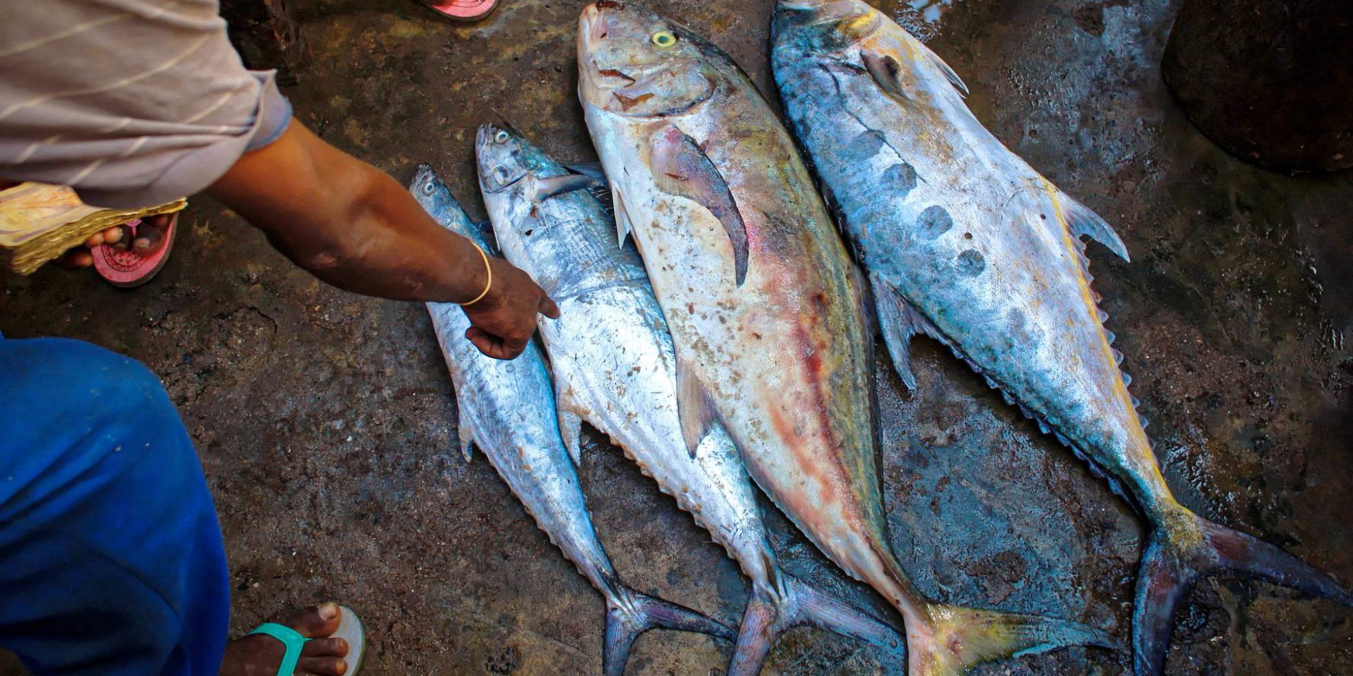 La conexión entre su lata de atún y la mano de obra esclava – ZIS Perú